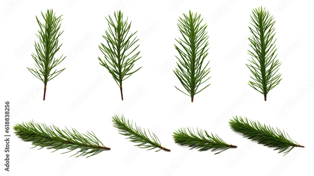 collection of pine branches flowers isolated on a transparent ...