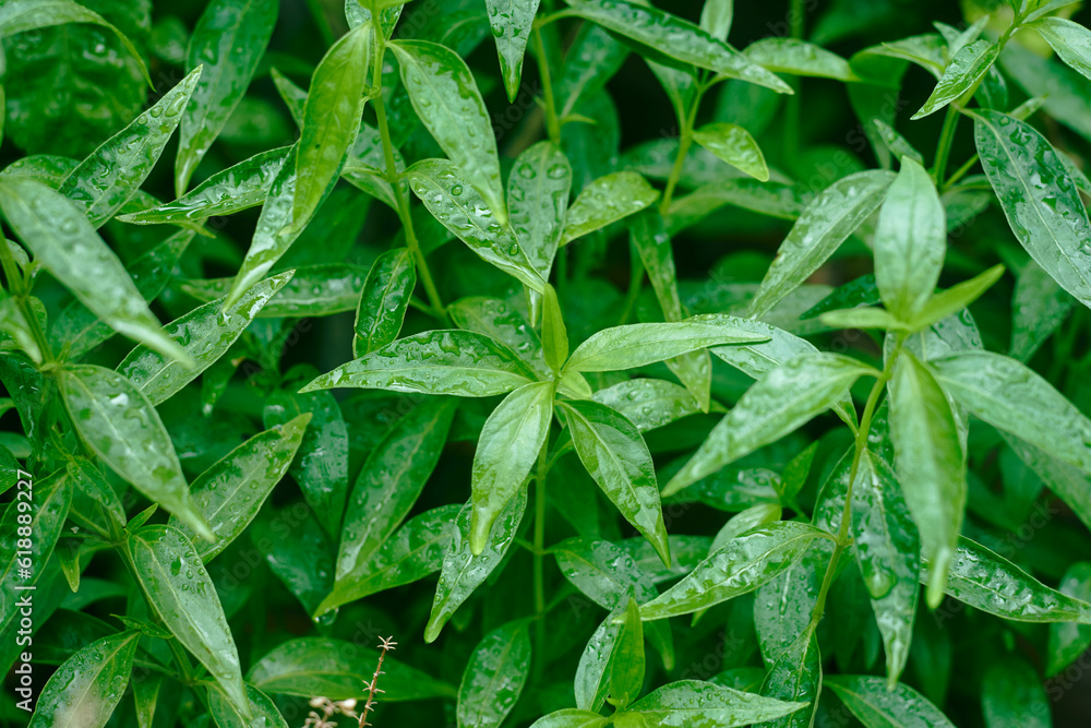 Closeup of Green chiretta (Andrographis paniculata) plant, popularly ...
