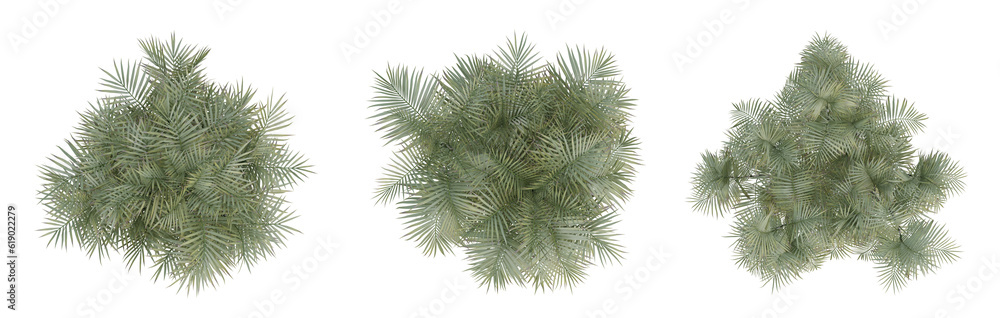 Set of bamboo trees on top view isolated on transparent background ...