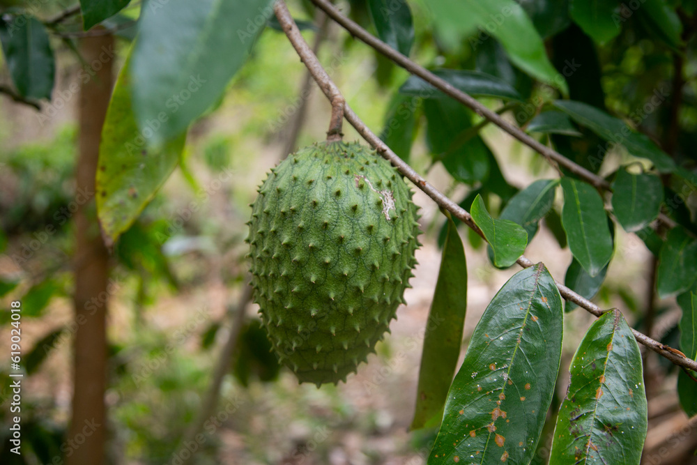 Annona muricata, soursop or graviola is a tree in the Annonaceae family ...