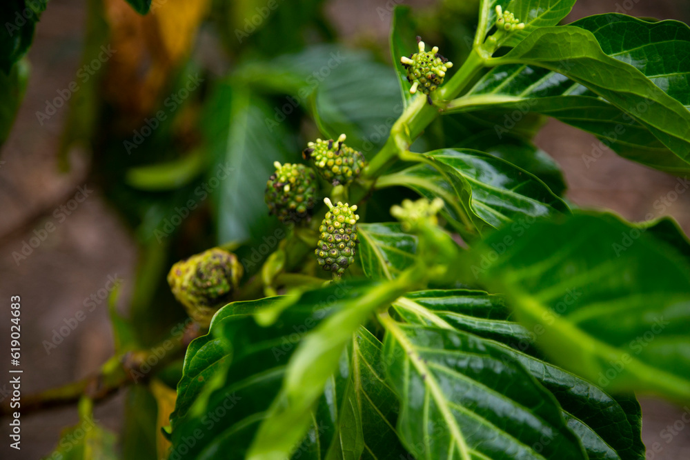 Morinda citrifolia, commonly called noni, maroon soursop, devil fruit ...