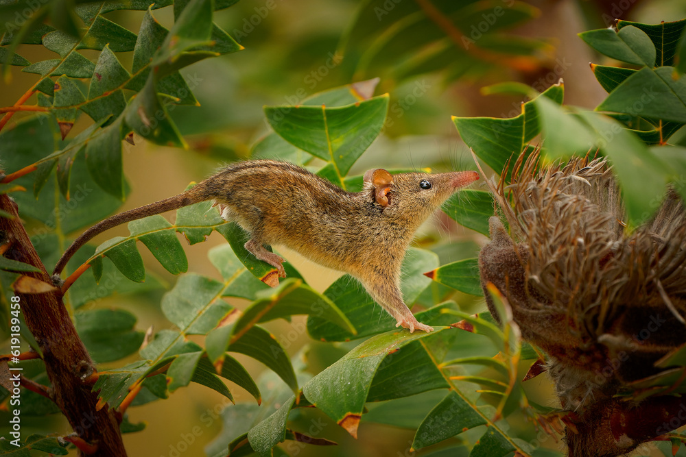 Honey Possum or noolbenger Tarsipes rostratus tiny marsupial feeds on ...