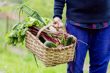 Fresh Vegetables In Basket Free Stock Photo - Public Domain Pictures