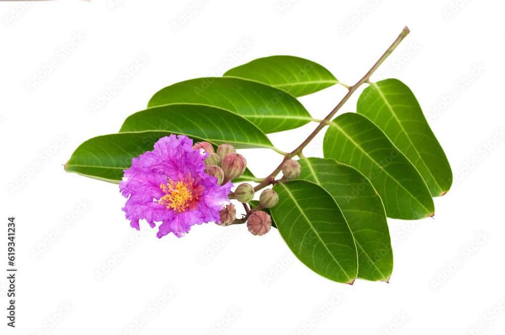 Lagerstroemia speciosa flower isolated on transparent background ...