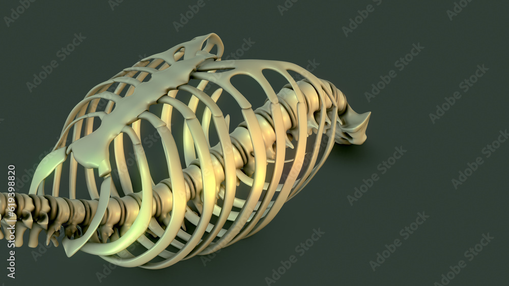 Anatomy of the Human Skeletal System Rib Cage Stock Illustration ...