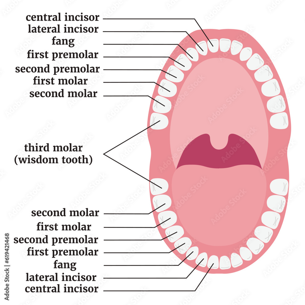Medical poster with human teeth anatomy with description. Vector ...
