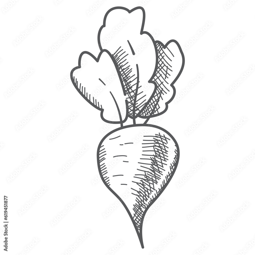 Beet root.Vegetable of farm product.Isolated on white background.Hand ...