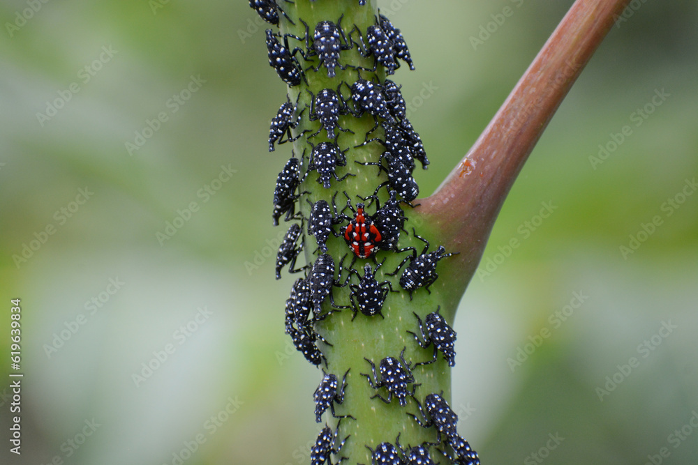 Spotted Lanternfly, closeup of nymphs. Red, black, and white bugs on ...
