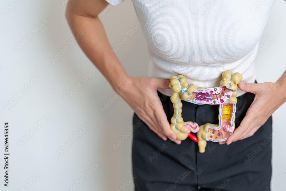 Woman holding human Colon anatomy model. Colonic disease, Large ...