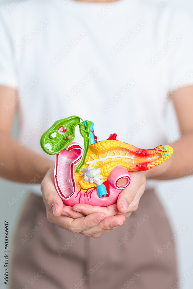Woman holding human Pancreatitis anatomy model with Pancreas ...