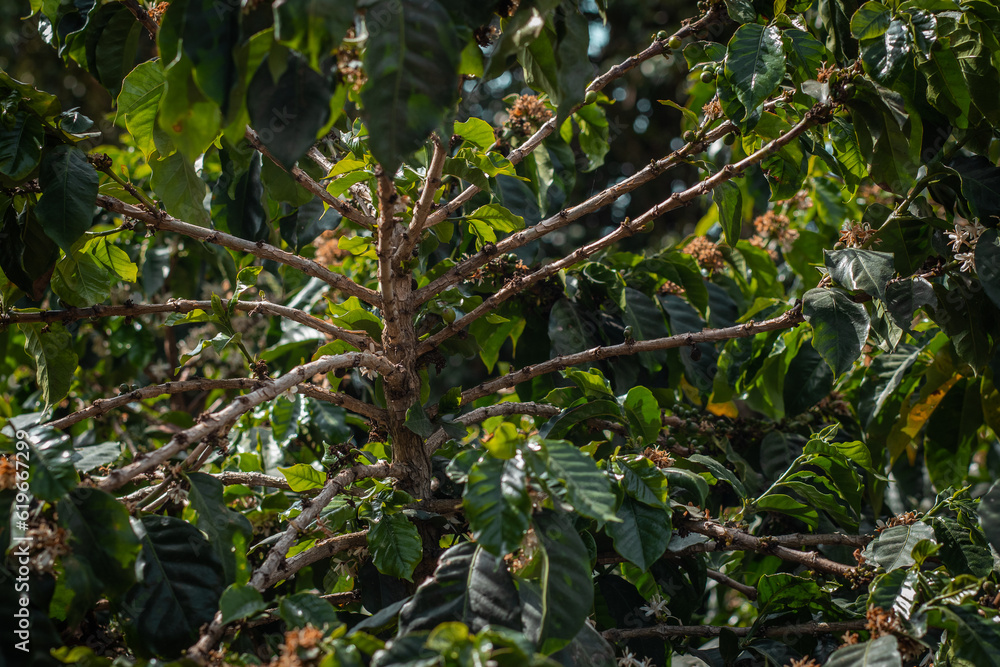 Coffee trees at the plantation in high altitude of Panama, where ...