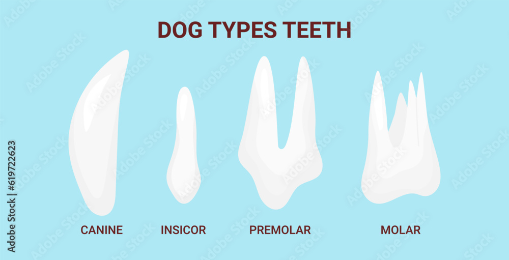 Dog types teeth. Canine Denture anatomy. Vet stomatology banner. Vector ...