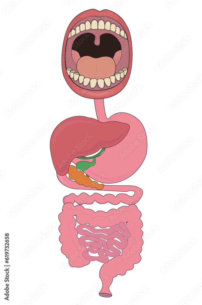 Image of human digestive system gastrointestinal tract liver mouth with ...
