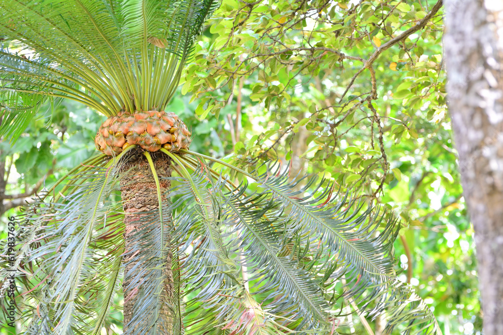 Cycad Khao or Assam Cycad is a plant in the genus Cycads. Found at ...