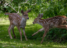 Two Young Buck Deer Playing 3 Free Stock Photo - Public Domain Pictures
