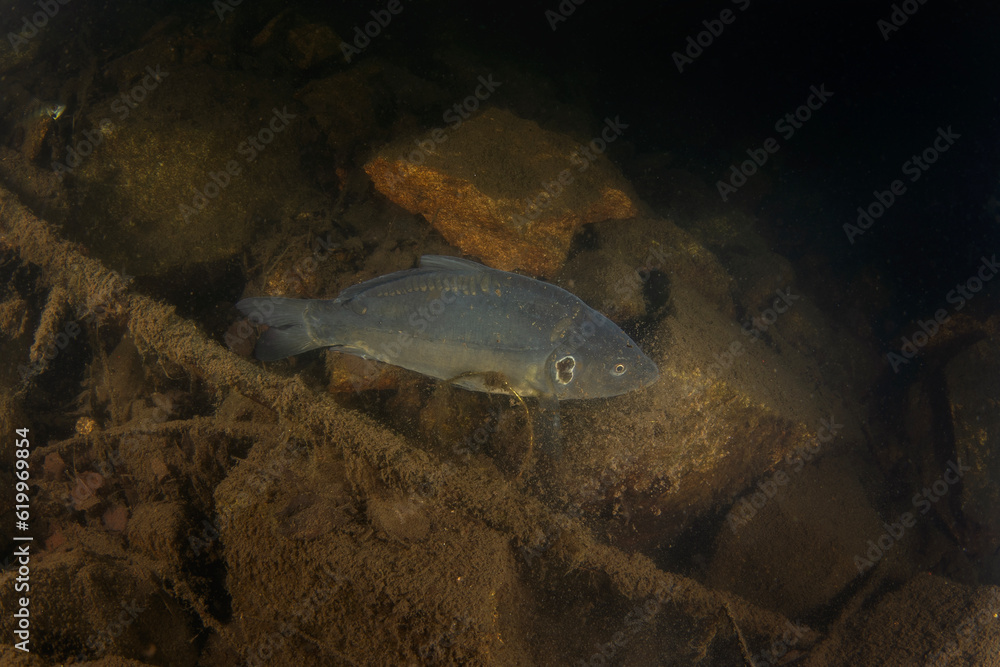 Eurasian carp during night dive. Carp is swimming on the bottom of the ...