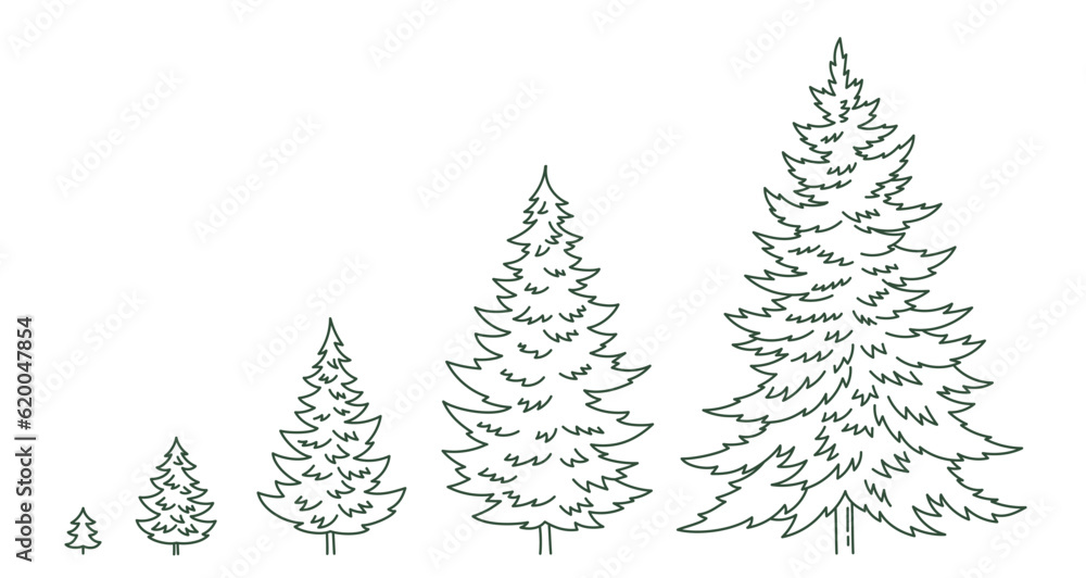 Christmas tree growth stages. Editable outline. Size choice. Life cycle ...