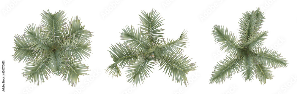 Palm trees on top view isolated on transparent background, 3d render ...