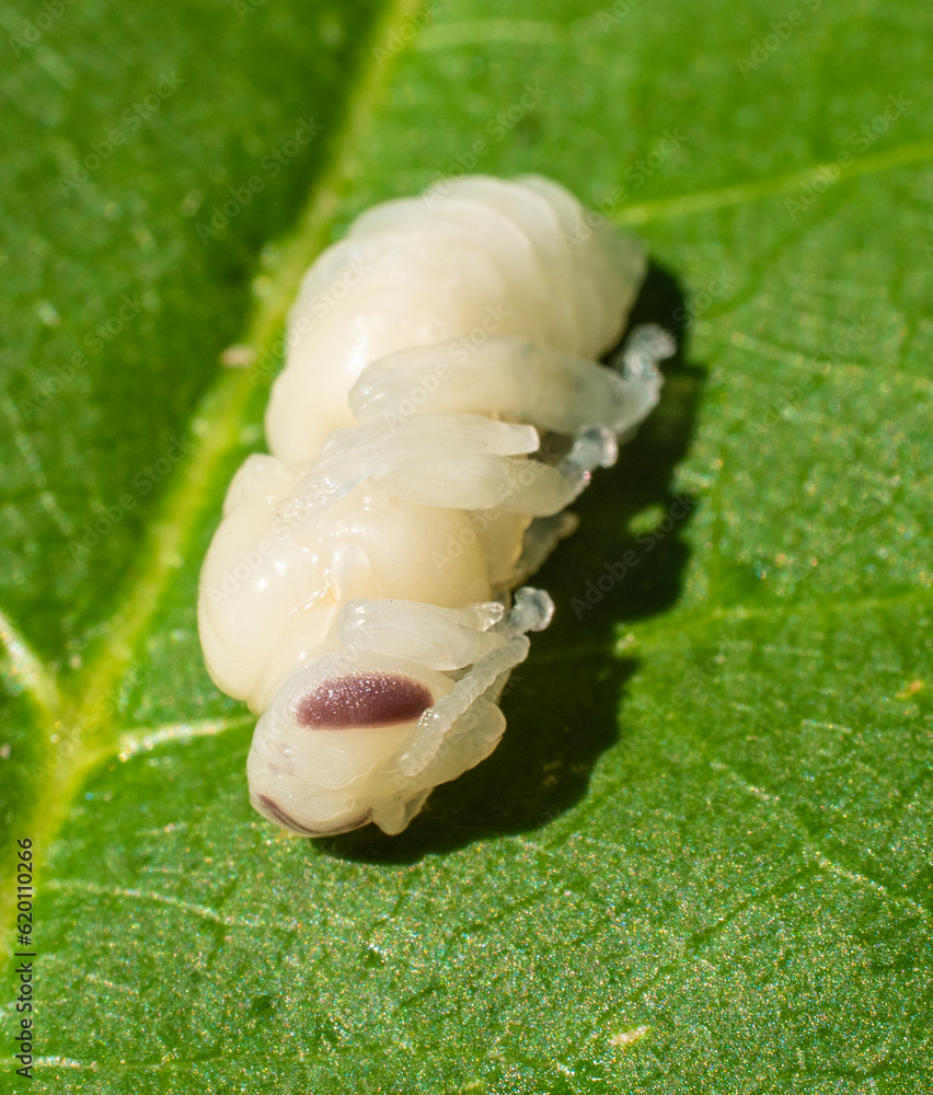 Larva of queen bee. The larvae were removed from the exposed cocoons ...
