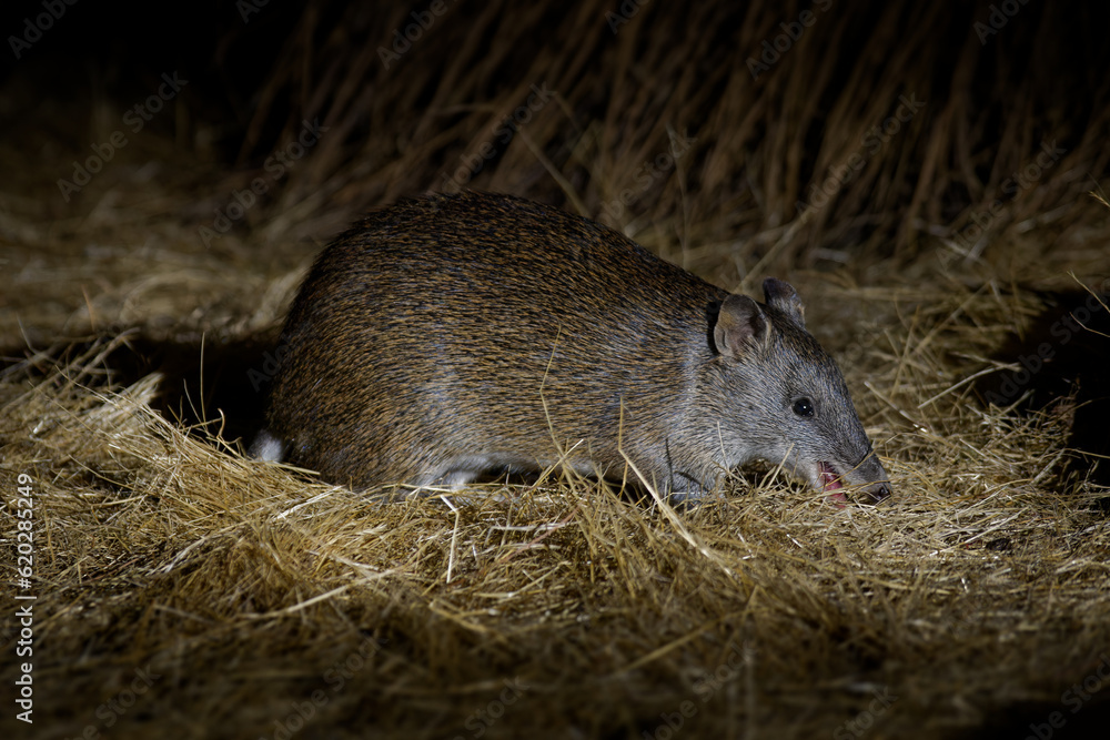 Southern brown bandicoot - Isoodon obesulus is short-nosed nocturnal ...