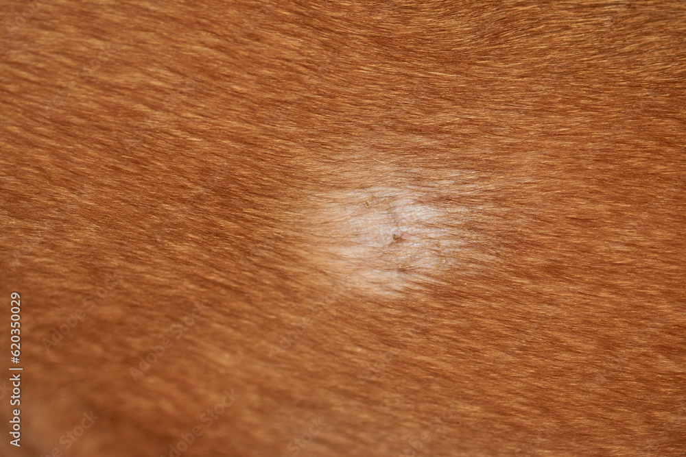 Pemphigus foliaceous on a dog's skin through a powerful photo ...