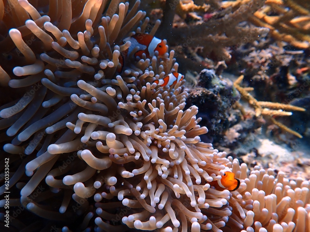 A photo of orange nemo clown fish and its beautiful anemone. Bright ...