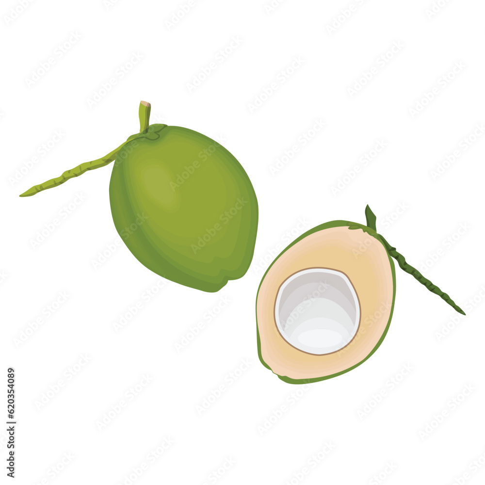 Vector illustration of whole and half green young coconut. Ripe coconut ...