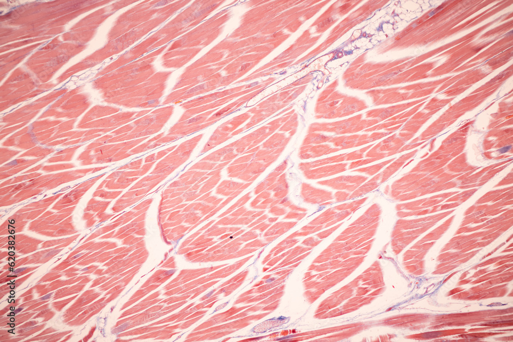 Showing Light micrograph of the Thyroid gland and Thymus gland human ...