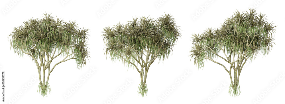 Pandanus tectorius palm tree on transparent background, png plant, 3d ...