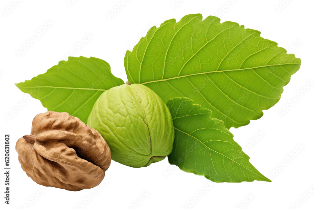 Single walnut with the leaf removed. Walnuts that are both peeled and ...