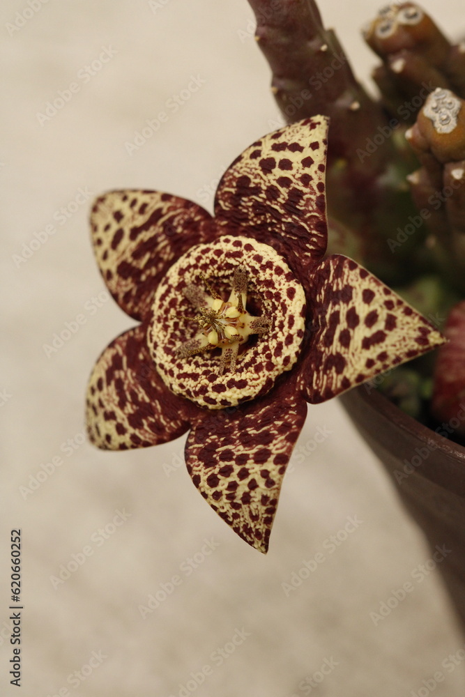 flor de stapelia orbea variegata color amarillo con puntos magentas en ...
