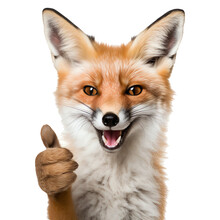 Smiling Fox Free Stock Photo - Public Domain Pictures