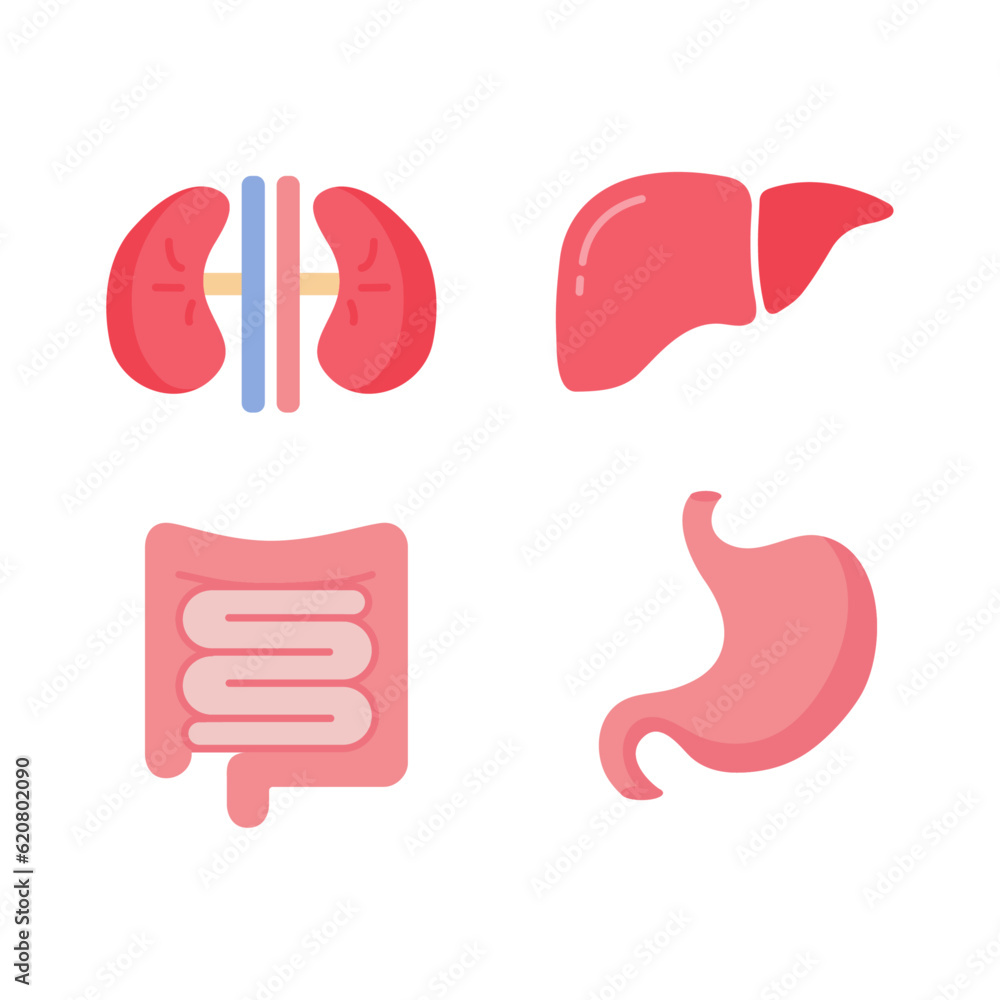 Human body organs illustration vector set Stock Vector | Adobe Stock