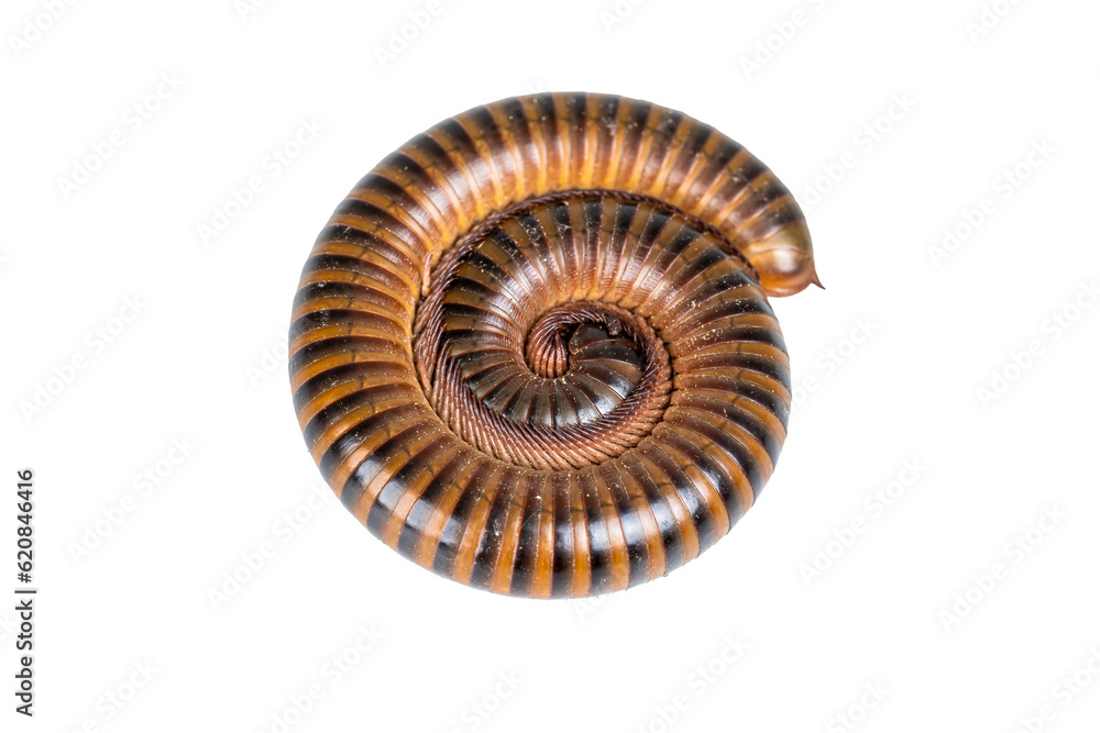 Millipede, Myriapoda, Spirostreptus giganteus on transparent background ...