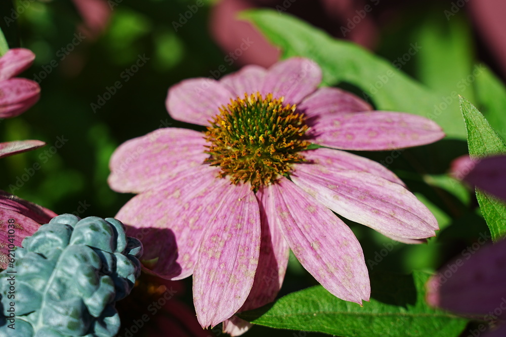 Echinacea purpurea hydrosol is a herbal distillate produced during the ...