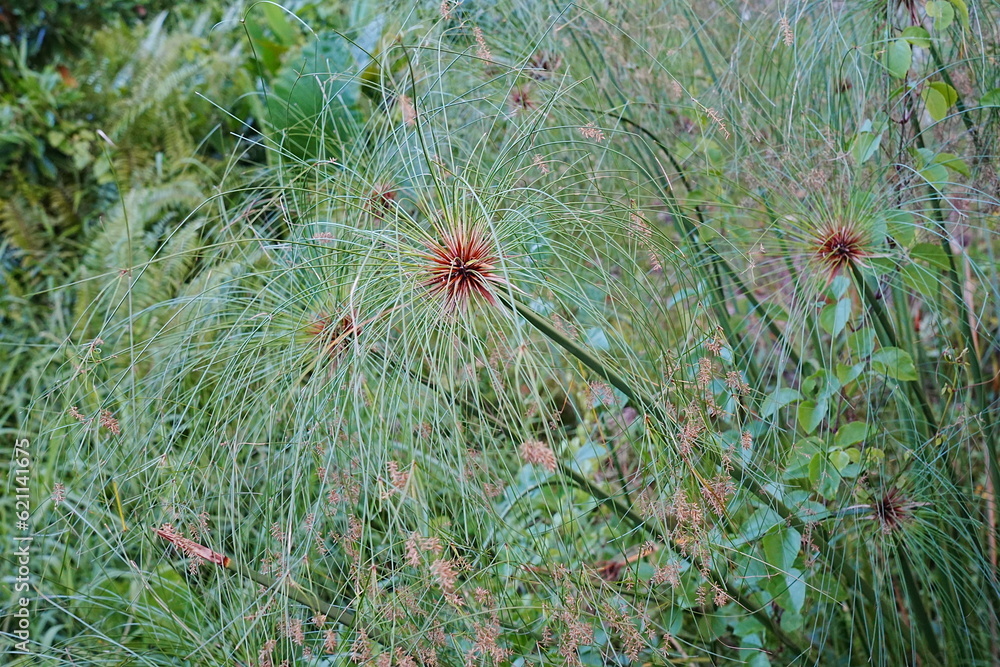 The Giant Papyrus, also known as Cyperus papyrus, is a tall, aquatic ...