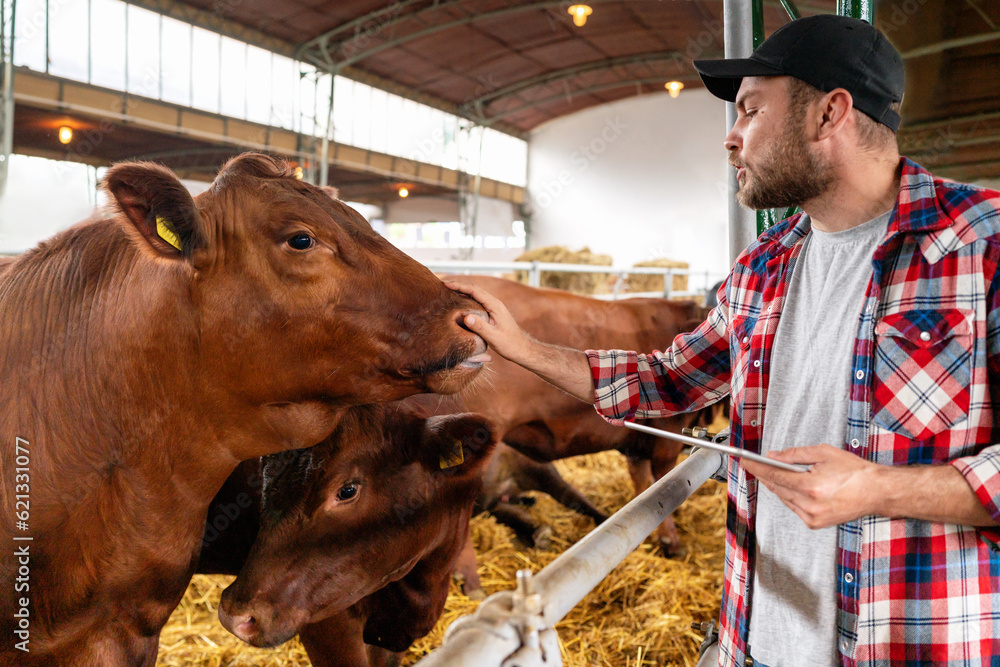 Farm worker doing a daily visual inspection of cows in paddock at ...