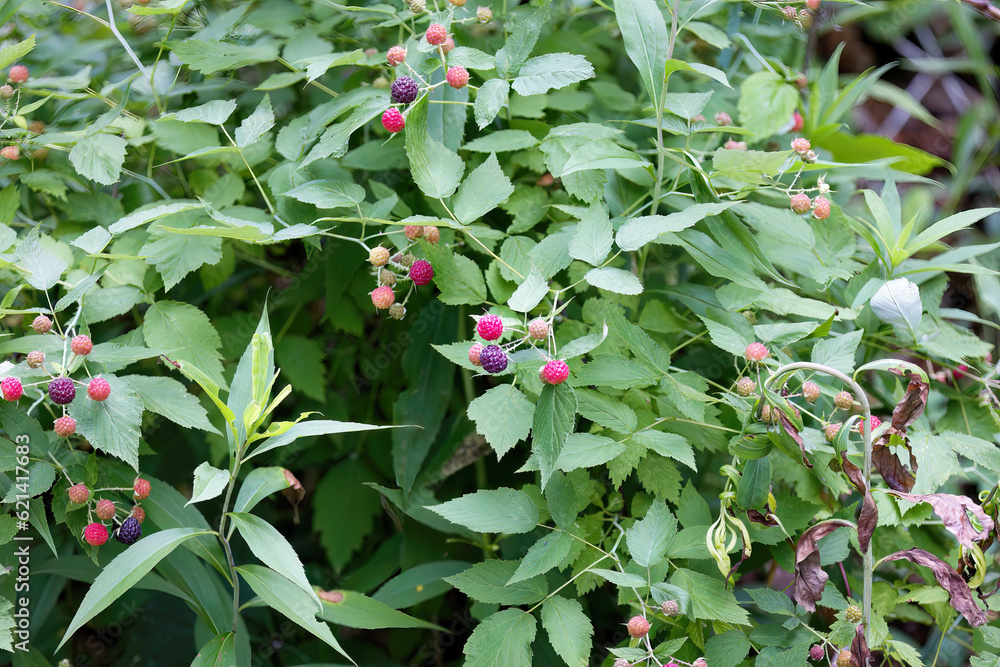The Black raspberry (Rubus occidentalis) known as bear's eye blackberry ...