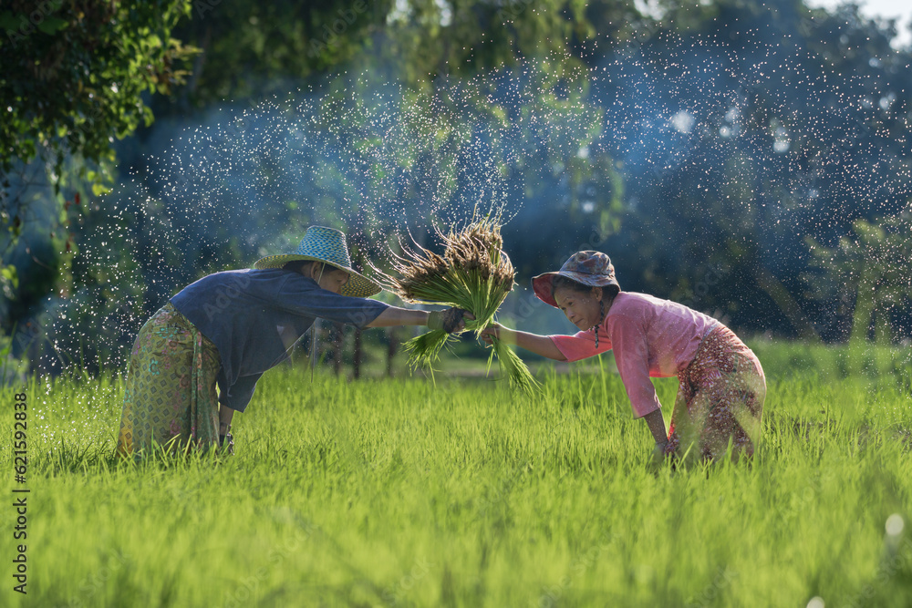 Two woman Asian rice farmer working and kick off the ground at green ...