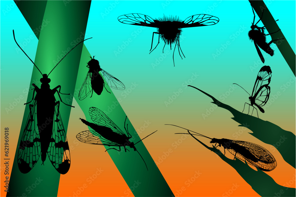 Vector de Stock insectos, vector, figuras, vector, mosca | Adobe Stock