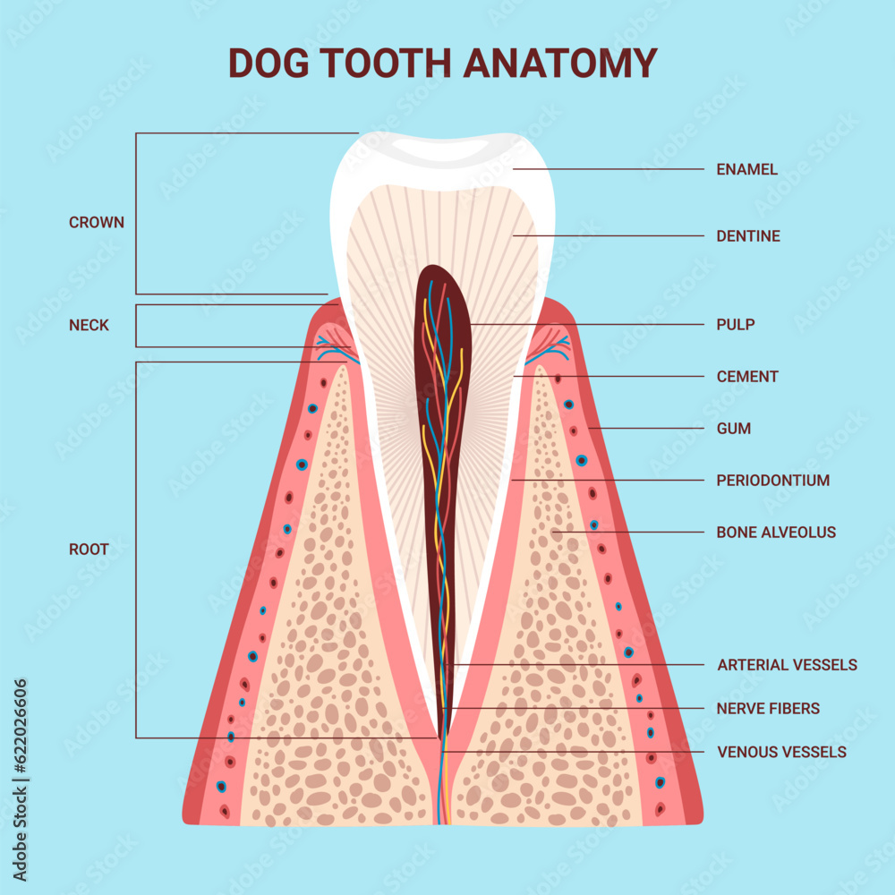 Dog anatomy tooth chart. Internal structure tooth. Canine teeth ...
