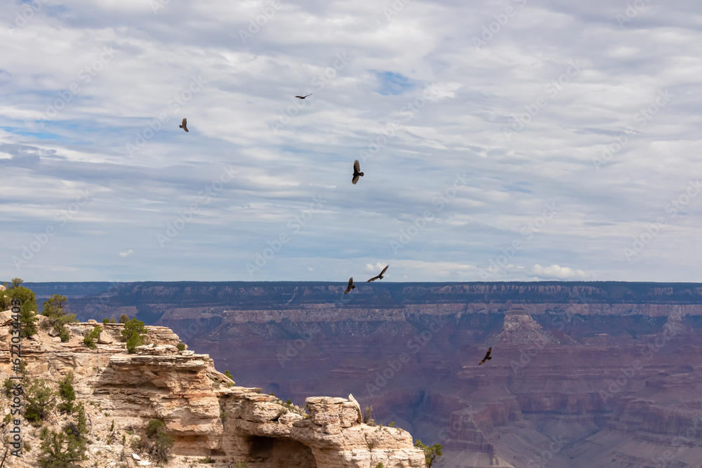 Stock-Foto „Flock of California Condors flying over South Rim of Grand ...
