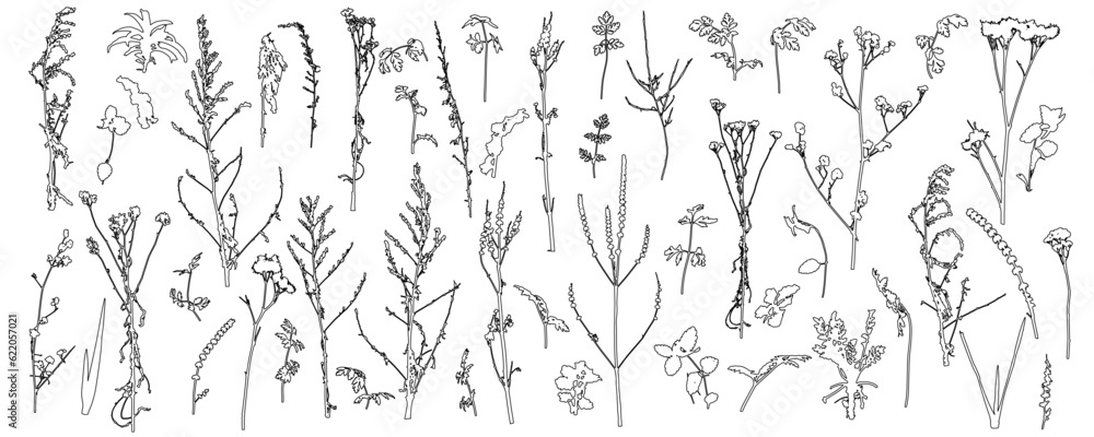 Set of weeds, wild plants in field and forest for architecture and ...
