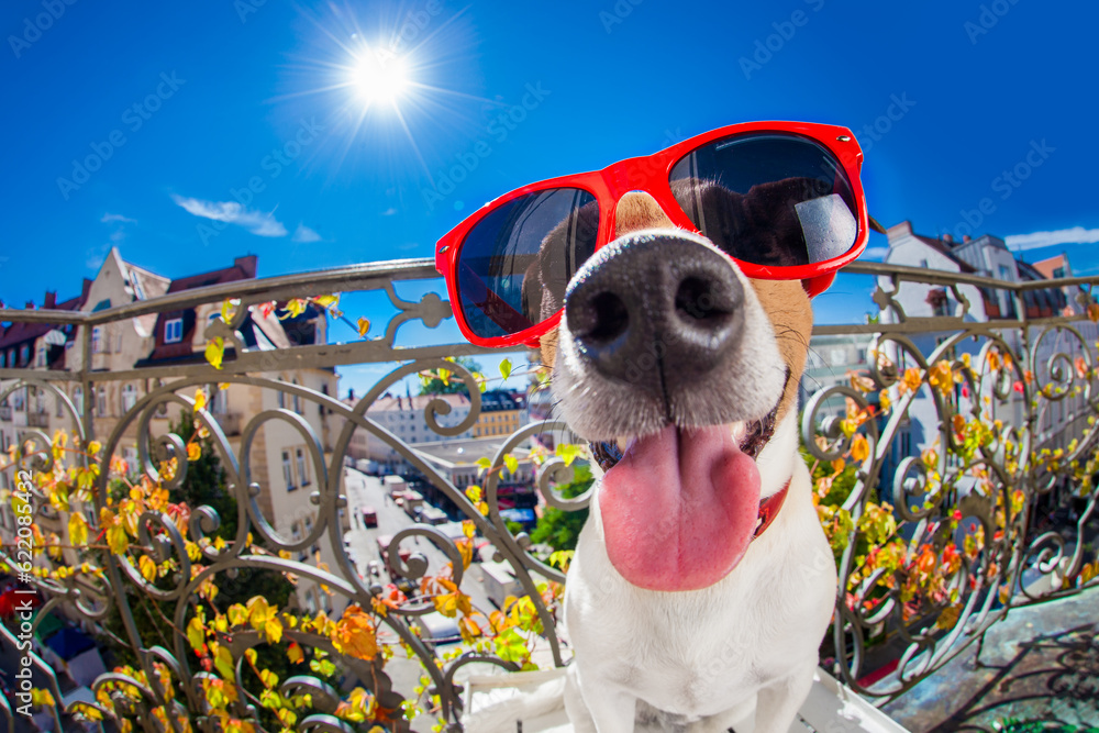 silly dumb crazy jack russell dog portrait in close up fisheye lens ...