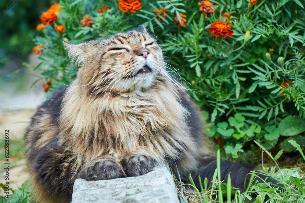 Tabby Maine Coon cat lying on a blooming meadow. Pet walking in the ...