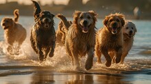 Summer Dogs Running On Beach Art Free Stock Photo - Public Domain Pictures