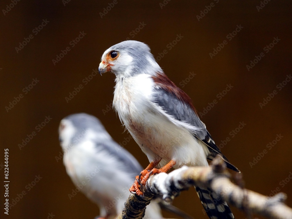 The pygmy falcon (Polihierax semitorquatus) or African pygmy falcon is ...