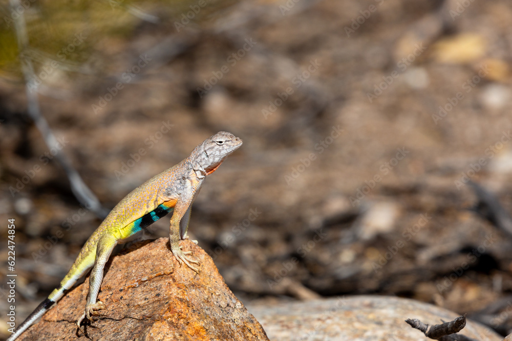 Adult male zebra-tailed lizard, Callisaurus draconoides, perched on a ...