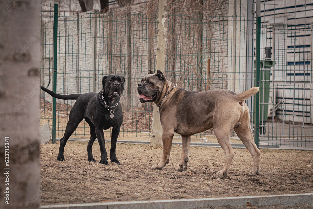 frame in motion. Two Cane Corsos are playing outdoors. Large dog breeds ...
