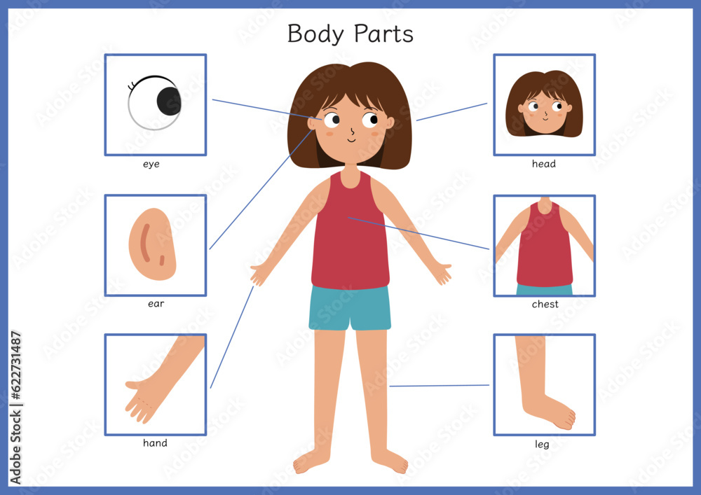 Body parts poster with a cute girl. Human body front view with a female ...